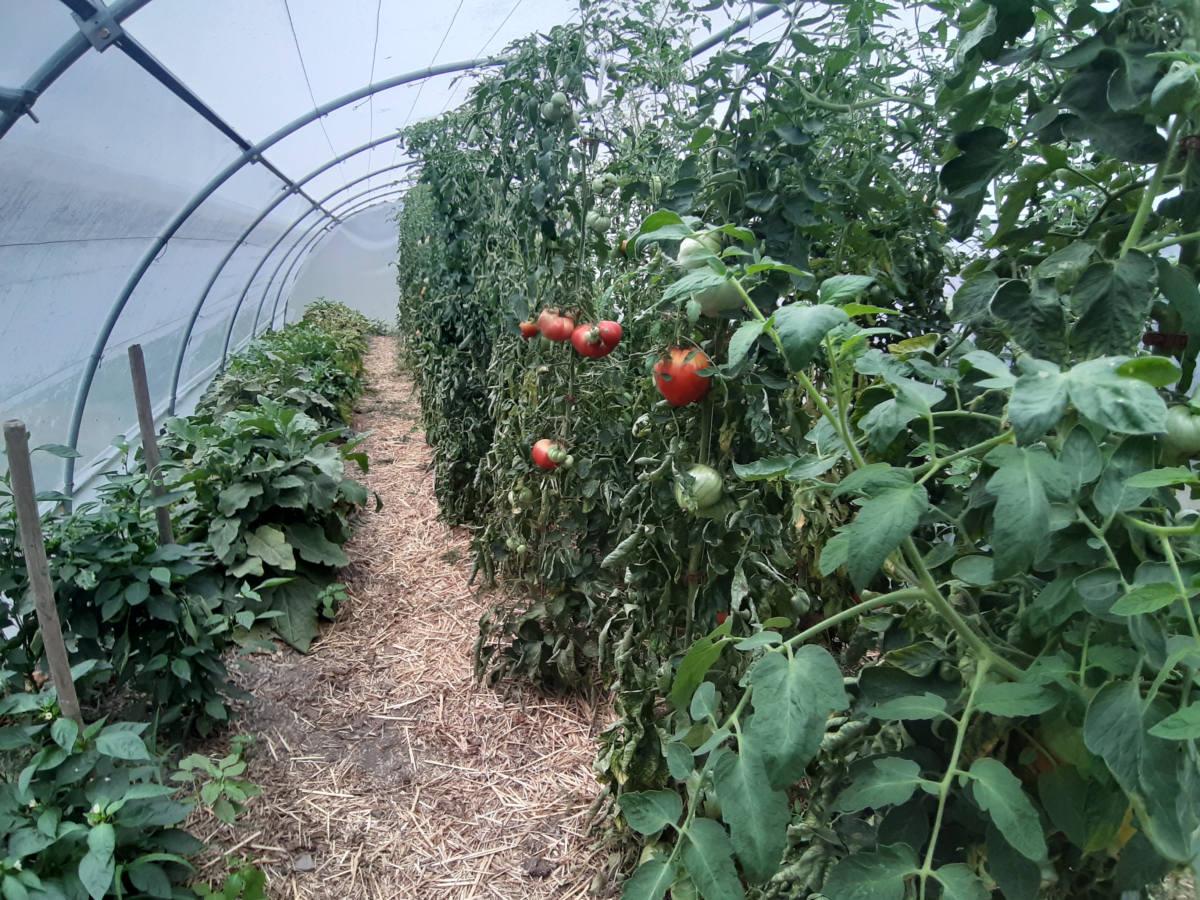 Le jardin potager – Terre de Vérolliez